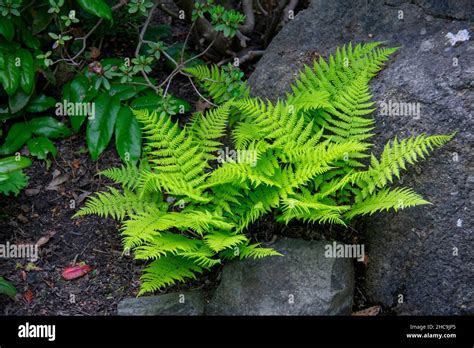Landscape Of Dryopteris Log Fern At Garten Der Welt Marzahn Berlin