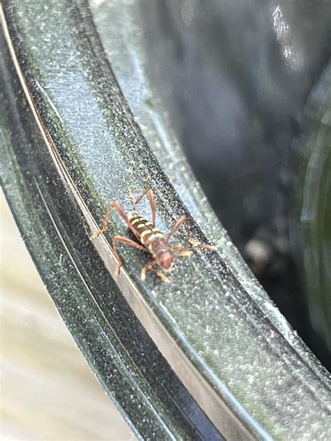 Tiny Grasshopper Or Cricket Rwhatsthisbug