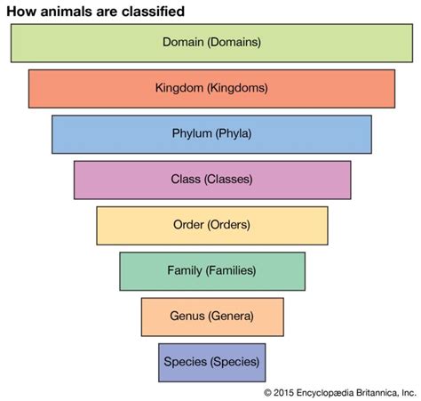 Epithelial Tissue Biology Simple