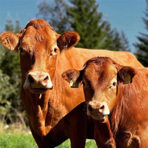 Mosa Meat And Nutreco Sign Loi To Develop Low Cost Cell Feed Supply