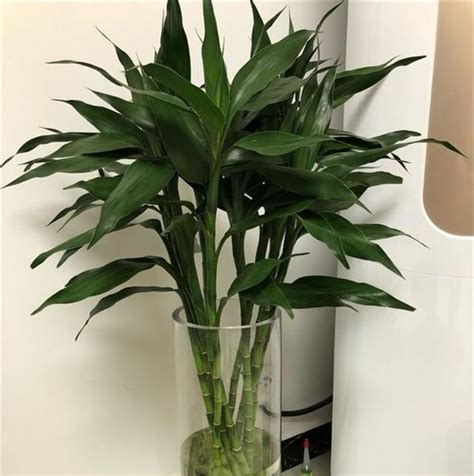 富贵竹的 五大禁忌 碰一下都不得快来看看你有没有中枪