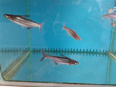 飼養大型觀賞魚 切勿隨地棄養放生 社團法人中華民國保護動物協會