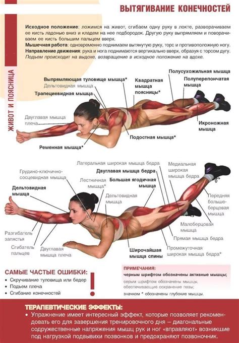 какие упражнения для каких групп мышц женщины 9 тыс изображений