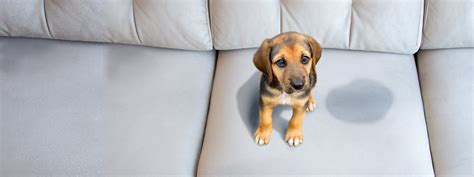 犬 トイレ トイレトレーニング Ojsunsimaracid