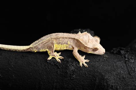 Neon Yellow Phantom Lilly White Crested Gecko Fringemorphs