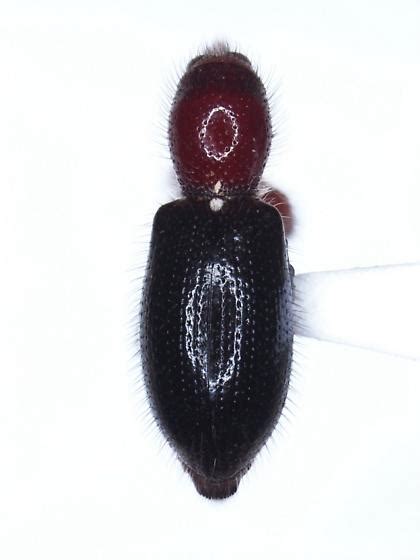Myrmex Ruficornis Casey Myrmex Ruficornis Bugguidenet