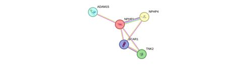 Nphp1 Gene Genecards Nphp1 Protein Nphp1 Antibody