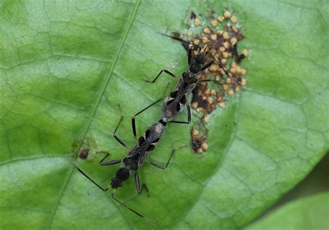 Dirt Colored Seed Bugs Metochus Schultheissi Bali Wildlife
