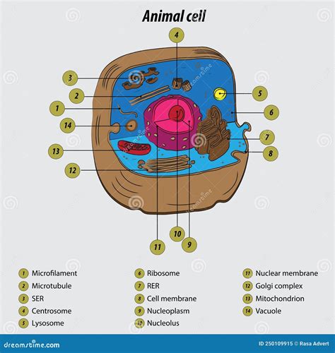 Animal Cell Labeled Diagram Vector Illustration Drawing With Layers