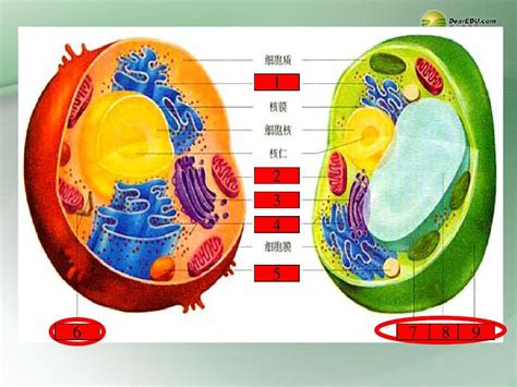 浙江省临海市杜桥中学高二生物《2 4 2 5 细胞核和原核细胞》课件 新人教版 Word文档在线阅读与下载 无忧文档