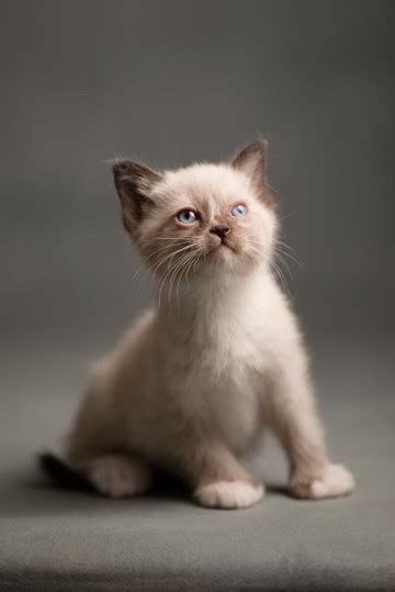 Ragdoll Siamese Kittens Cats And Kittens For Rehoming Calgary Kijiji