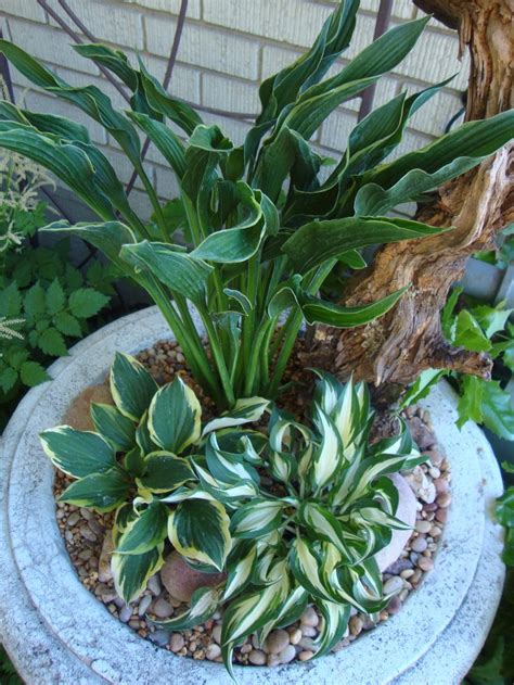 Containers Forum Hosta Container