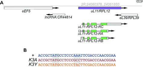 Genomic Organization Of The Ul11 Locus A Genomic Locus Of The 2r