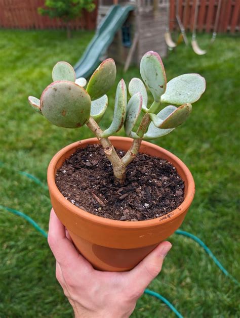 I Got My Grubby Little Hands On Some Silver Jades Anyone Have Any