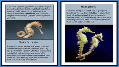 Seahorses Nonfiction Resource Ocean Animals Reading Science Stem