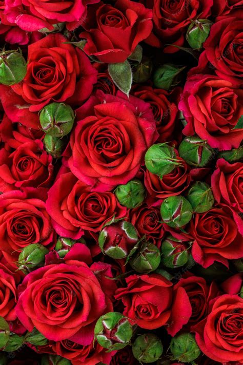 Flowers 2023 Wallpapers Wallpaper Cave