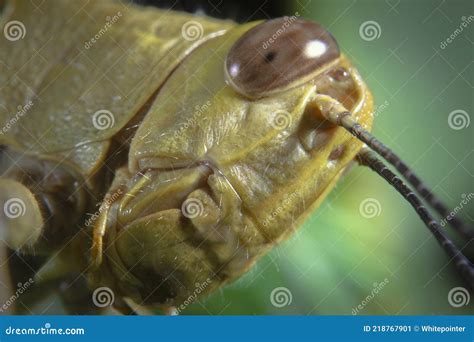 Macro Disparo Primer Plano Un Saltamontes Cabeza Imagen Imagen De