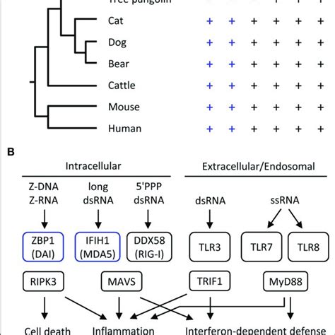 Evolution Of Rna Sensor Genes And Possible Implications On Antiviral Download Scientific