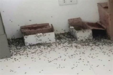 7 Barangay Sa Albay Sinalakay Ng Langaw Police Files Tonite