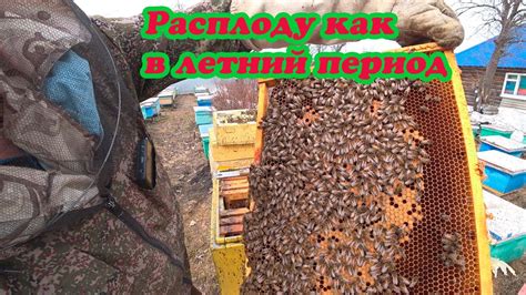 КАК ПЕРЕЗИМОВАЛИ ПЧЁЛЫ В УЛЬЕ ППУ НА ВОЛЕ И СКОЛЬКО СЕЙЧАС РАСПЛОДА