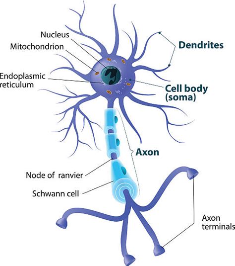Labeled Mitochondria Diagram Illustrations Royalty Free Vector