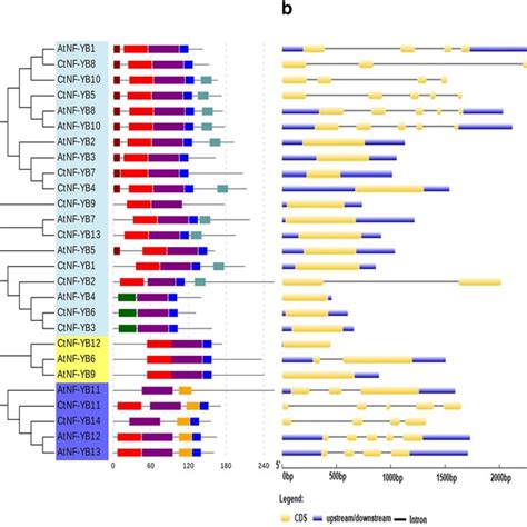 Conserved Motifs Of Nf Yb Proteins And Exonintron Organization Of