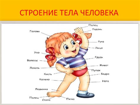 Как устроен человек презентация онлайн