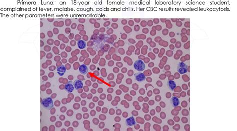 Solved Identify The Cell At The Tip Of The Arrow Clue