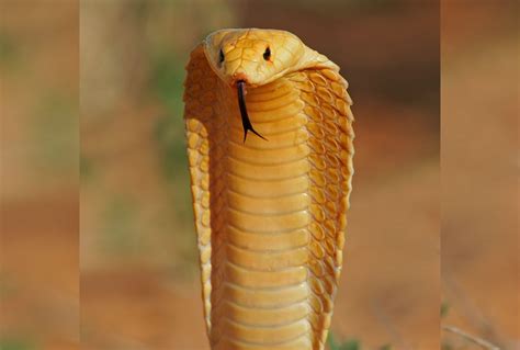 Snake Catcher Dies After Highly Venomous Cape Cobra Bite Newsweek