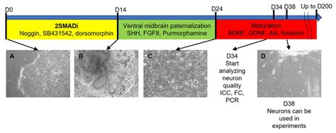 Dans Differentiation Protocol Scheme A Undifferentiated Ipscs In
