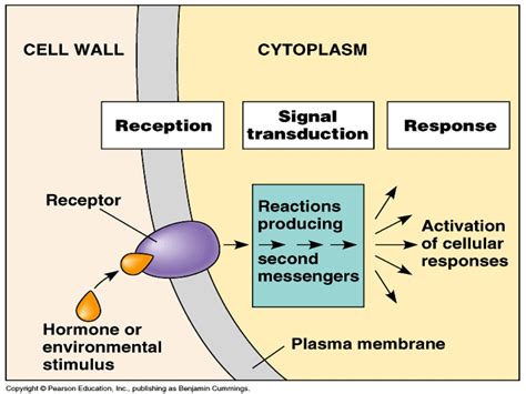 PPT Signal Transduction Pathways PowerPoint Presentation Free Download ID