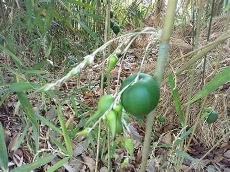 လောဘ ဒေါသ မောဟ လောဘော ဒေါသော လမ္းမွန္ညႊန္ျပ ျမတ္ဗုဒၶ