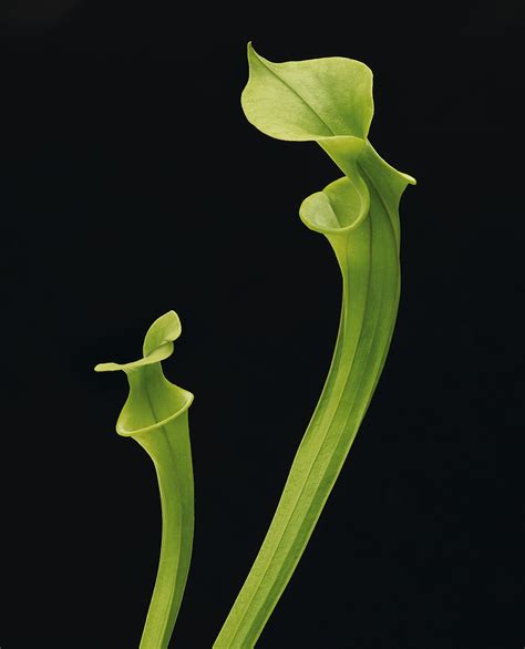 მწერიჭამია მტაცებელი მცენარეები At