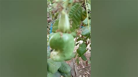 Kaju Ka Tree Youtube