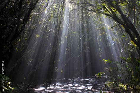 Morning Sun Light Rays Piercing Through The Trees Background Stock