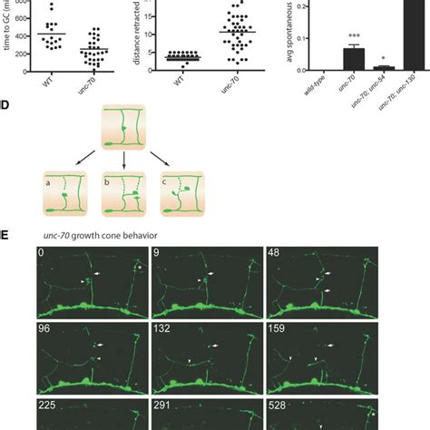 Axon Regeneration Defects In Myotubularin Mutants By Loss Of Function