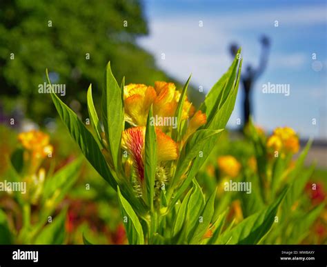 Bright Yellow Cockscomb Celosia Cristata Flowers And Green Leaves In