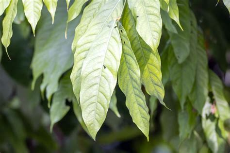 Foliage Of A Yellow Saraca Saraca Thaipingensis Stock Image Image Of Species Saraca 289689835