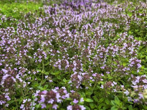 Creeping Thyme Lawn How To Grow Your Own And Why You Should