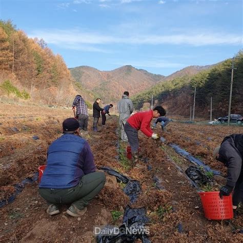 영양군 일월면 천궁재배 농가 일손돕기 실시