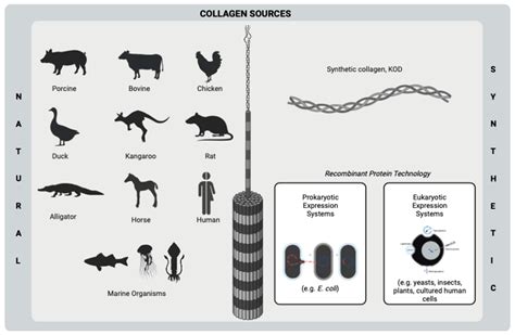 Collagen Antimicrobial Biomaterials For Tissue Engineering Applications Encyclopedia Mdpi