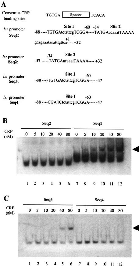 camp crp binds to an upstream region of the lsr promoter a crp
