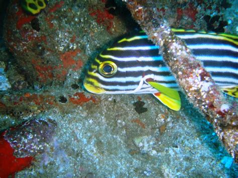 Scuba Diving Sri Lanka Welcome To Malu Banna Hotel And Watersports