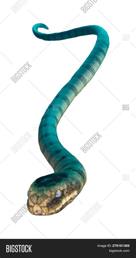 Banded Sea Snake Image And Photo Free Trial Bigstock