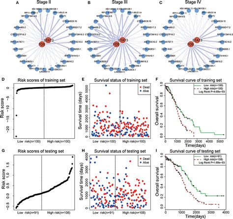 Frontiers Dynamic TF LncRNA Regulatory Networks Revealed Prognostic
