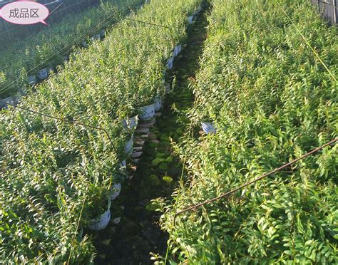 厂家直销浙江铁皮石斛苗 三年原盆绿植花卉药食同源 铁皮石斛盆栽 阿里巴巴