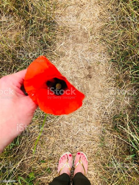 플랑드르 세계 대전 기념 대전 기억 양 귀 비 꽃에서 양 귀 비의 분야에 있는 여자 World War I에 대한 스톡 사진 및 기타 이미지 World War I