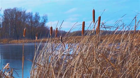 Reeds On Lake Autumn Dry Lake Reeds Stock Footage Sbv 320125471