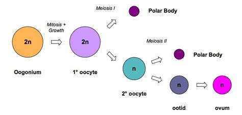 Oogenesis On Emaze