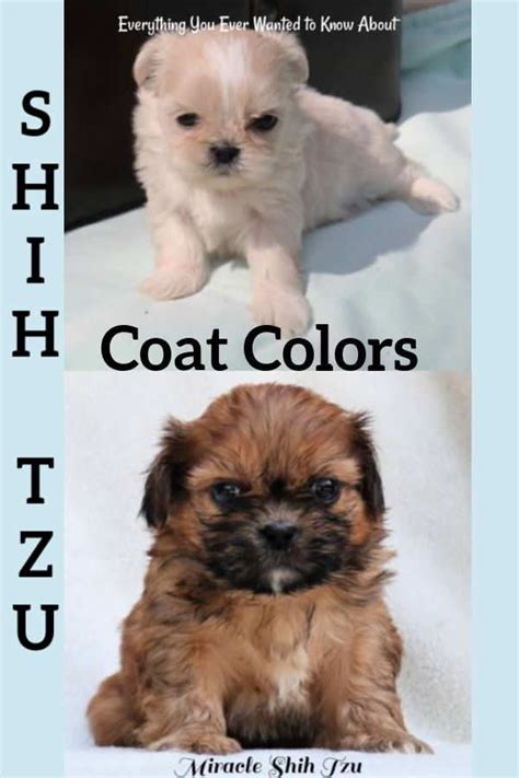 Shih Tzu Coat Colors A Comprehensive Guide To Color And Genetics
